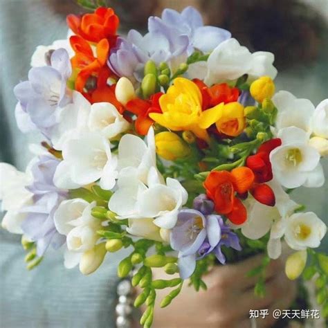 香雪兰（小苍兰）怎么养护 知乎