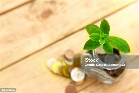 동전과 식물이있는 유리 항아리 나무 테이블에 근처의 여러 동전 꼭대기에서 볼 수 있습니다 금융 및 투자 개념 0명에 대한 스톡 사진 및 기타 이미지 Istock