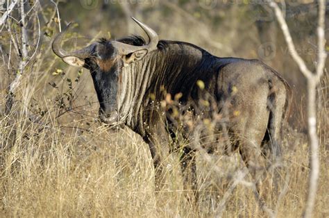 Gnu Stock Photo At Vecteezy