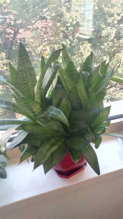 Какво е това цвете и как се отглежда Български Фермер