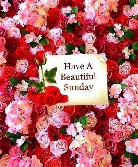 สวัสดีวันอาทิตย์ ภาษาอังกฤษ ภาพพื้นหลังสีแดง มี  รูปสวย โหลดฟรี