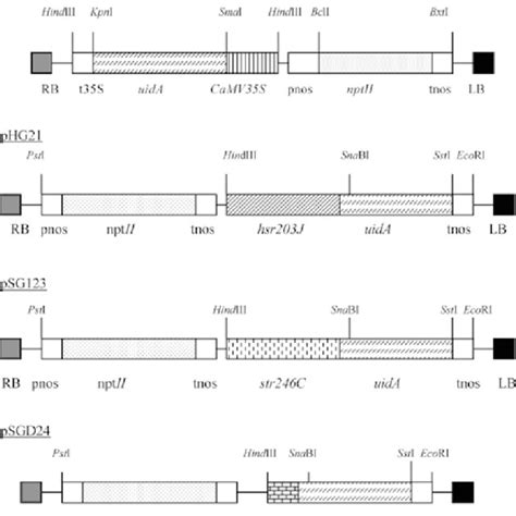 Representation And Partial Restriction Map Of The T Dnas Of The Four
