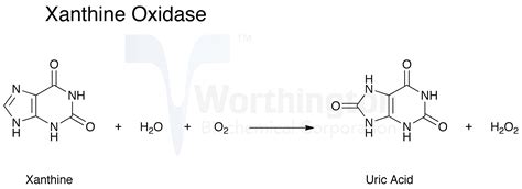 Xanthine Hyperuricemia And Gout New Clinical Insights And Emerging