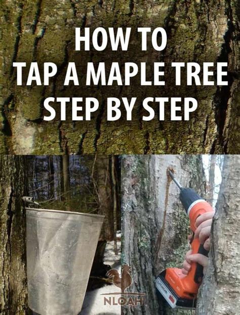 How To Tap A Maple Tree Step By Step