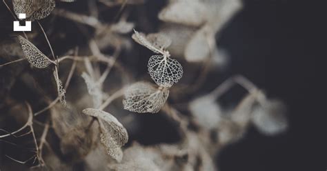 Close Up Photo Of Gray Leafs Photo Free Grey Image On Unsplash