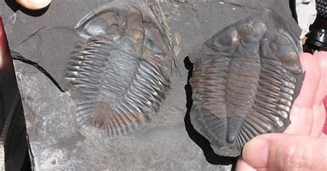 Natural Embedded Stuff Album On Imgur