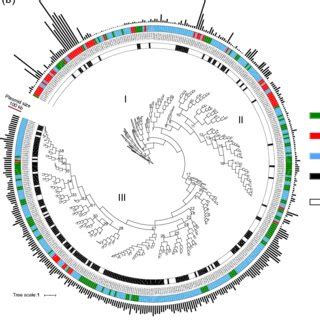 Hierarchical Clustering HCL Analysis Of The Lactobacillaceae Download Scientific Diagram