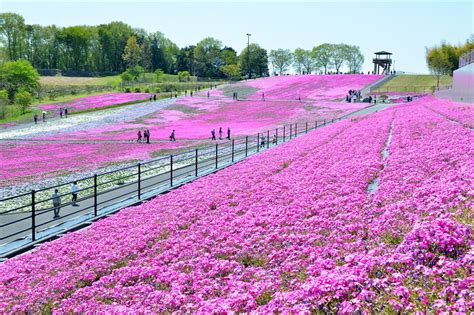 市貝町 芝ざくら公園 3 日光那須 栃木のさくら 桜 開花情報