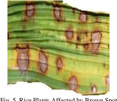 Figure From Rice Plant Disease Detection System Using Transfer Learning With Mobilenetv Large