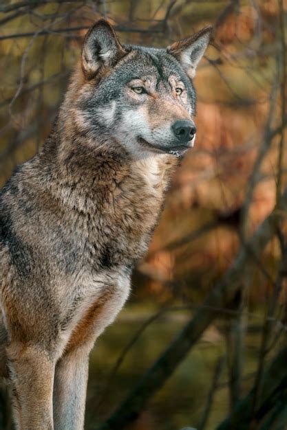 Premium Photo Grey Wolf