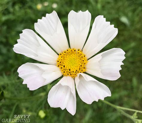 Seeding Cosmos Tips For Direct Sowing And Seed Starting Indoors