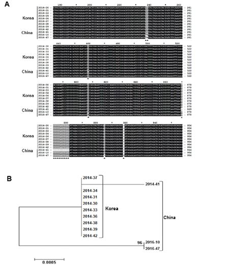 Sequence Alignment And Phylogenetic Tree Showing The Genetic Diversity Download Scientific