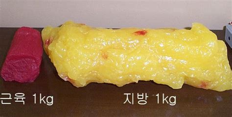근육과 지방 1kg 진짜 부피 차이는 얼마나 될까지방 1kg 근육 1kg 비교 사진 트레이너강 피트니스월드
