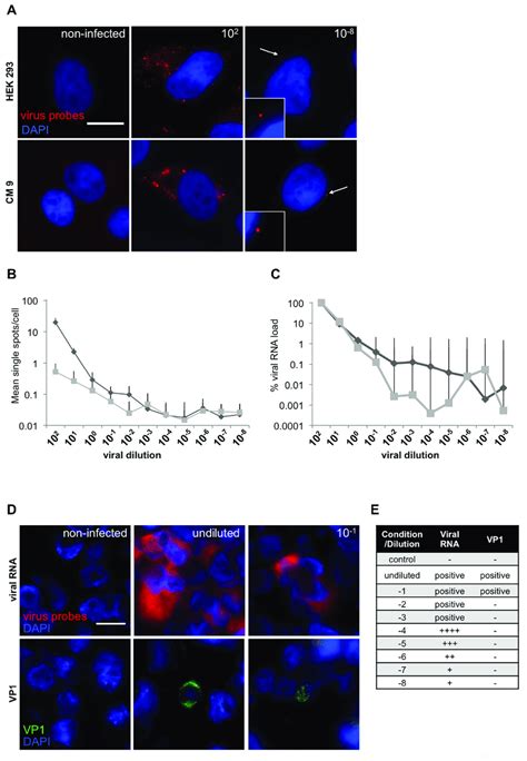 Rna Oligonucleotide Probe Sensitivity A Cm 9 And Hek 293 Were Download Scientific Diagram