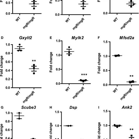 Validation Of Down‐regulated Genes From Rna‐sequencing Data A‐g Qpcr