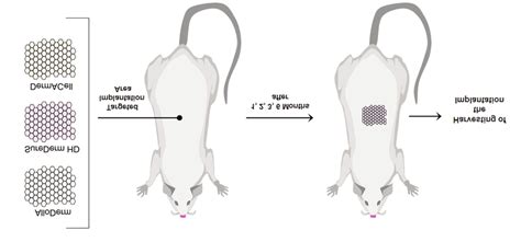 Schematic Diagram Of The In Vivo Experiment Download Scientific Diagram