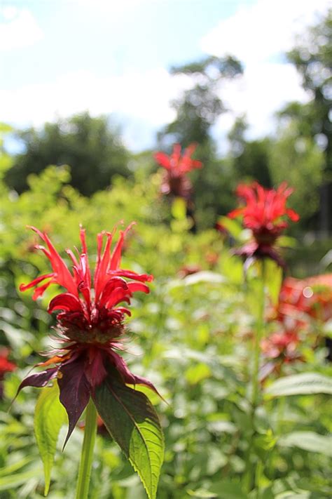 Medicinal Herbs To Plant For The Bees