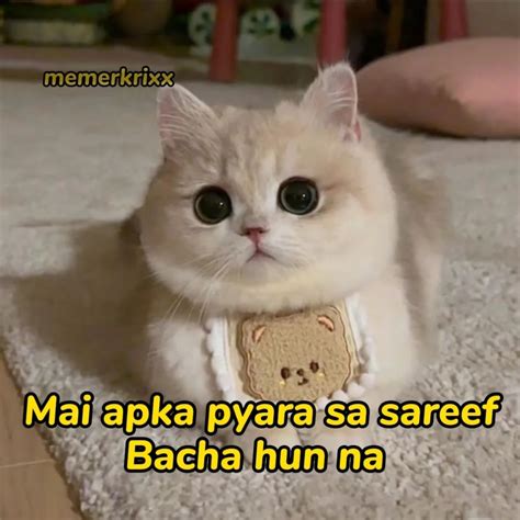 𝗞𝗿𝗶𝘀𝗵 𝗡𝗲𝗴𝗶 ️ tag your 💞 follow memerkrixx ️ cat catmemes