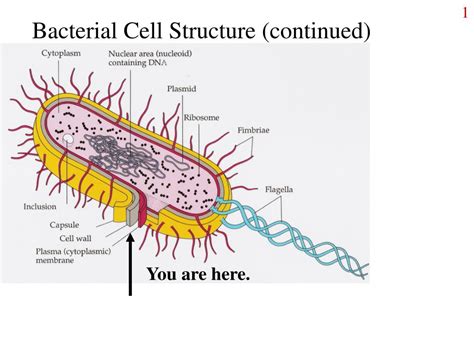Ppt Bacterial Cell Structure Continued Powerpoint Presentation Free Download Id 6695152