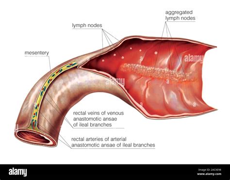 Illustration Of The Terminal Ileum This View Labelled Illustration Is