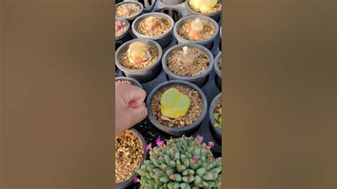 왕마우가니 다육이코노피튬마우가니 Youtube