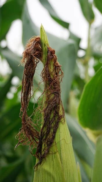 Premium Photo Corn Hair Corn Stalk