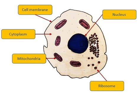 Cell Biology Ka Cell Structure Flashcards Quizlet