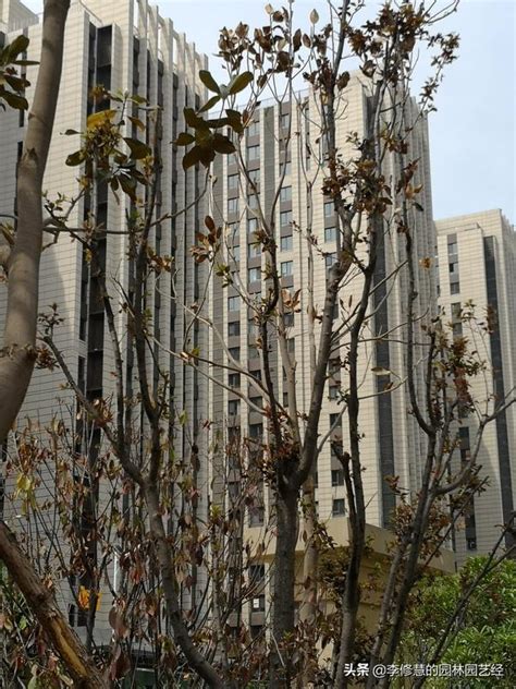 园林树木栽植与养护之栽前准备和苗木选择 知乎