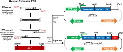 Schema Of Epi 1 Gene Synthesis By Two Step Overlapping Pcr Restriction