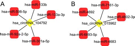 Prediction Of Circrna Binding Mirnas Using Bioinformatics Software A Download Scientific