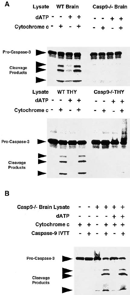 Absence And Reconstitution Of Cytochrome Cmediated Cleavage Of Caspase
