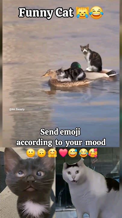 ˶°ㅁ° The Exceptional Cats Fyp Shorts Youtube