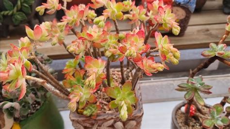 노지 다육이 배부르게 빗물먹었어요 상큼한 모습에 반해보세요🥰🥰 Youtube