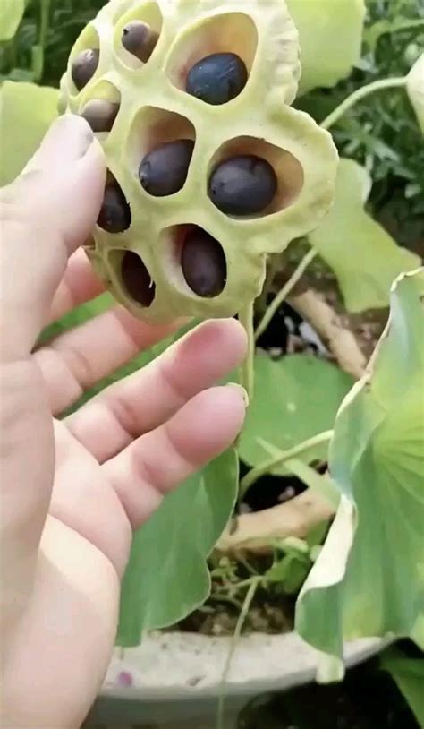 Пин от пользователя Наталия на доске Белые розы Стенды растений Огородничество Садовые деревья