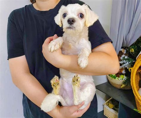 말티즈흰둥이 강아지책임무료분양 컴투펫위탁보호센터 강아지무료분양 고양이무료분양 강아지파양 고양이파양