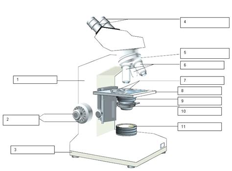 Microscopes Quiz 9th Grade Quiz Quizizz
