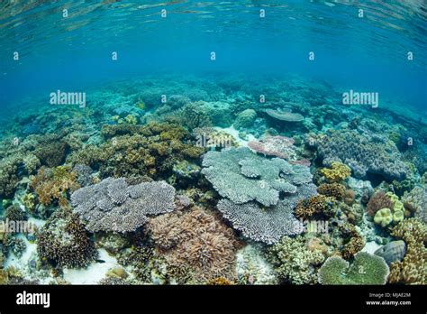 A Beautiful Coral Reef Thrives In Raja Ampat Indonesia This Remote