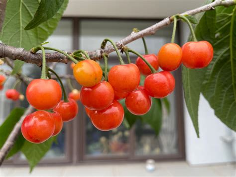 樱桃 1 麻生明课题组