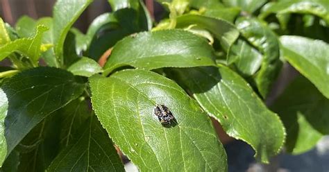 Bugs Eating Plum Tree Album On Imgur