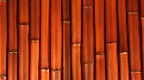 Wallpaper Bamboo Stems Plant Texture Brown Hd Picture Image