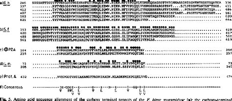 Figure 5 From Modular Design Of The Enterococcus Hirae Muramidase 2 And Streptococcus Faecalis