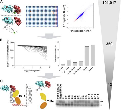 High Throughput Screening Assay Identifies A Panel Of Candidate Download Scientific Diagram