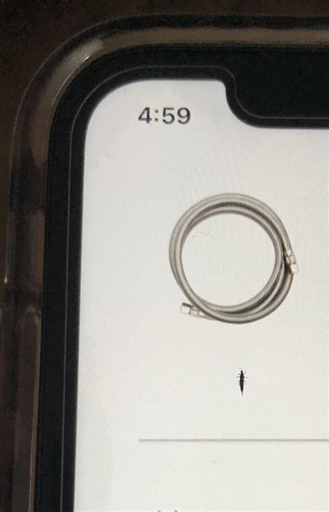 What Is This Tiny Bug On A Phone Screen Los Angeles Ca We See Dozens
