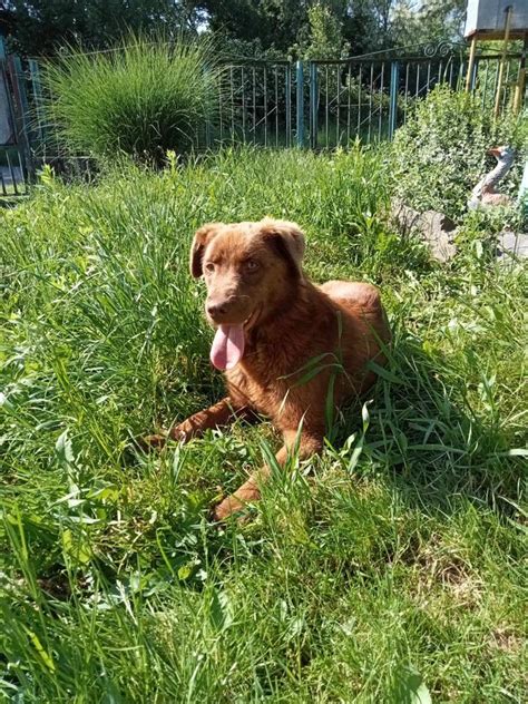 Собачка Тая