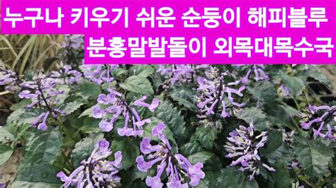 할인무늬수국 아스타 바늘꽃 벨가못 외목대목수국 야생화꽃모종 YouTube