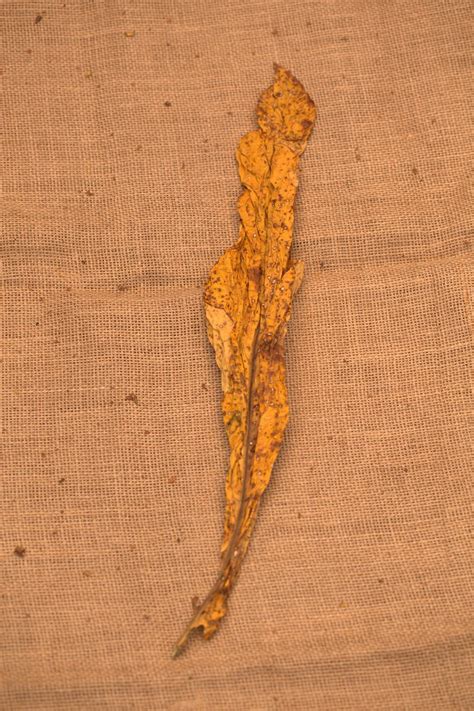 Tobacco Classification Dataset By Tobacco