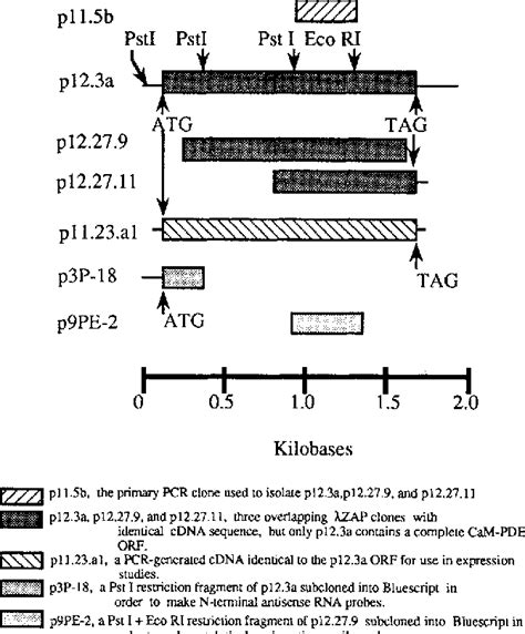 Figure 1 From Molecular Cloning Of Cdna Encoding A 63 Kda Calmodulin Stimulated