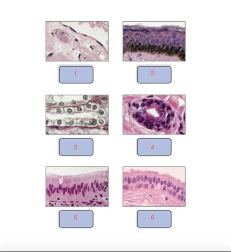 Chapter 4 Tissues Flashcards Quizlet