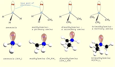 Amines Biological Roles Physiological Effects And Chemical Properties