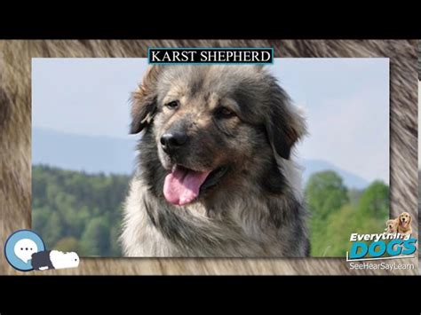 Are Karst Shepherds Friendly Or Aggressive With Strangers